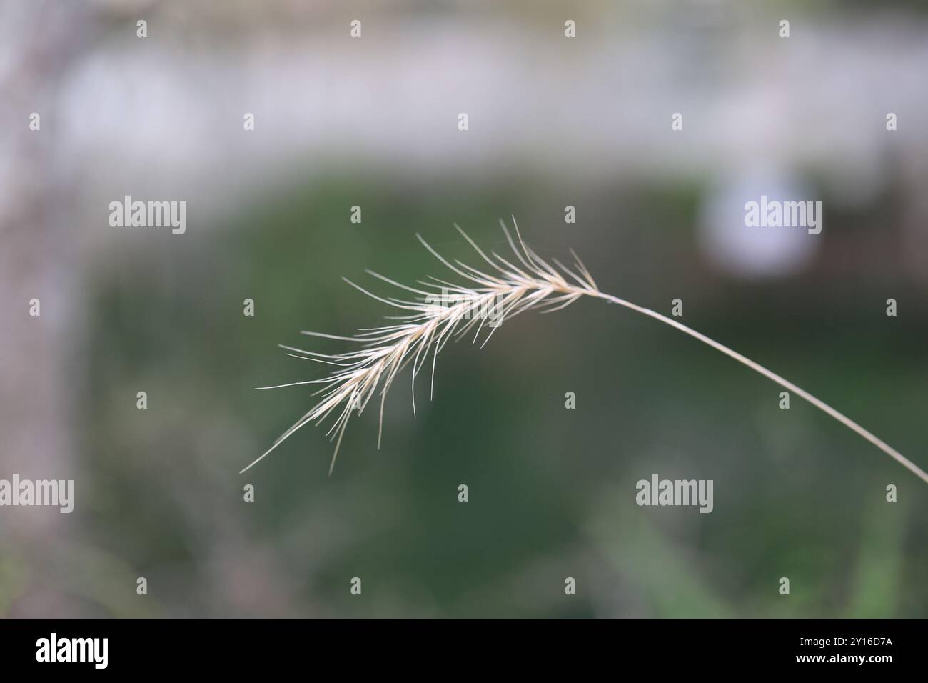 Canada wild rye (Elymus canadensis) Plantae Stock Photo - Alamy
