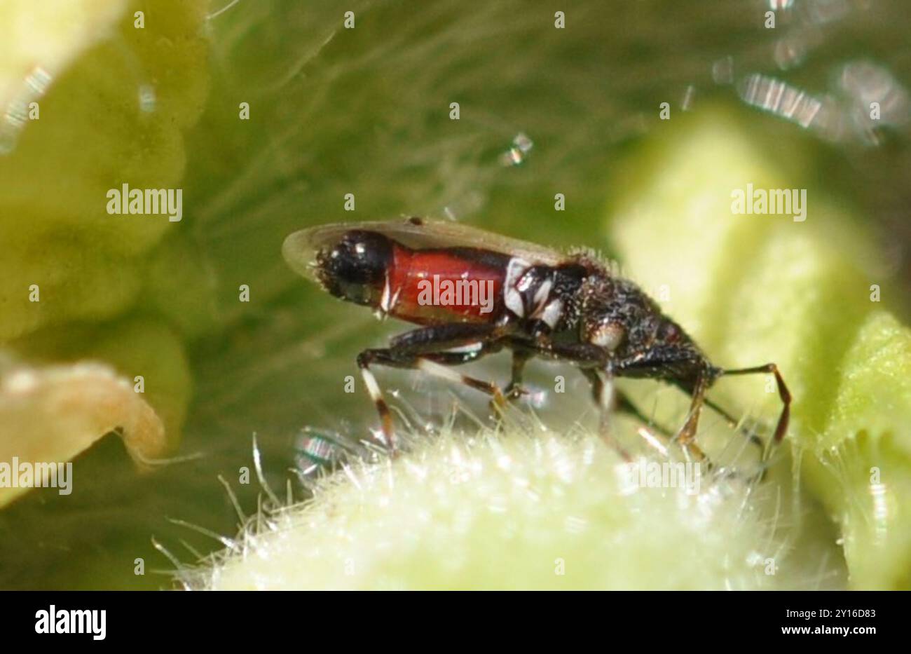 True Bugs (Heteroptera) Insecta Stock Photo - Alamy