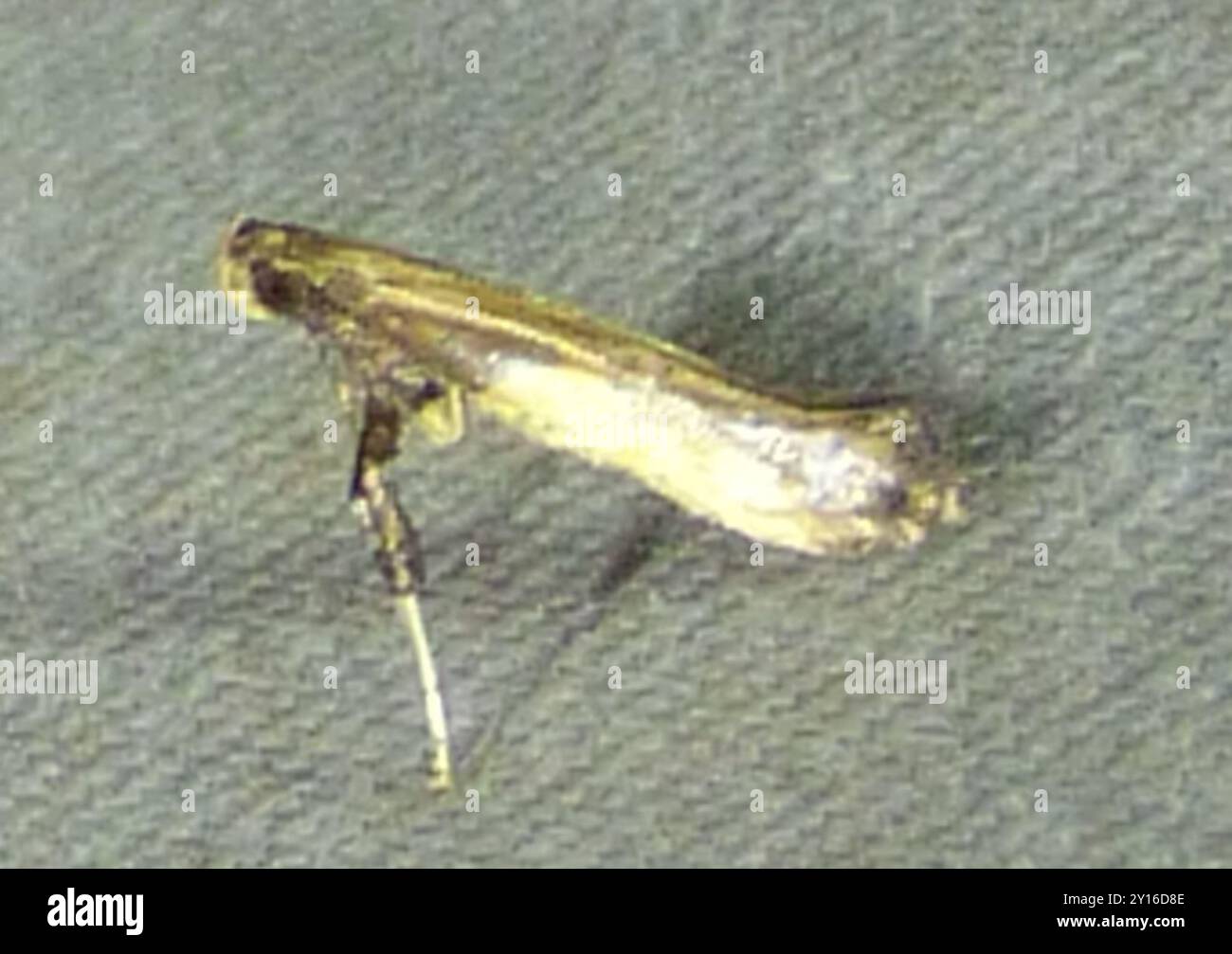 Azalea Leafminer Moth (Caloptilia azaleella) Insecta Stock Photo - Alamy