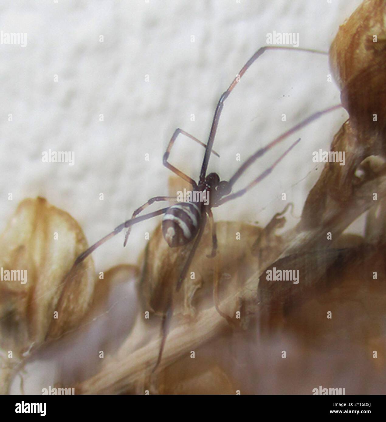 Widow Spiders (Latrodectus) Arachnida Stock Photo - Alamy