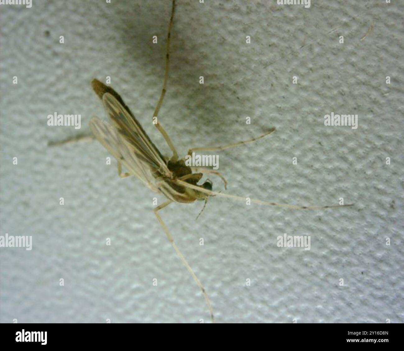 Non-biting Midges (Chironomidae) Insecta Stock Photo - Alamy