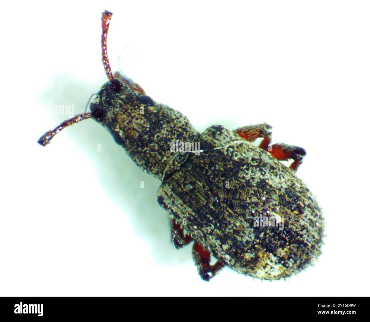 Peach Root Weevil (Pseudoedophrys hilleri) Insecta Stock Photo - Alamy