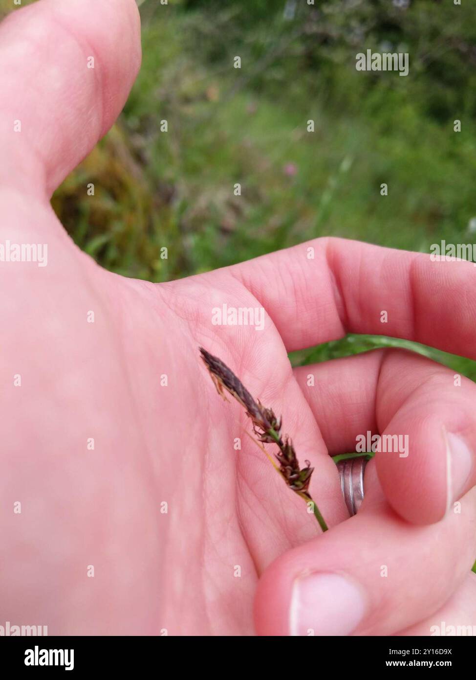 Long-stolon Sedge (Carex inops) Plantae Stock Photo - Alamy