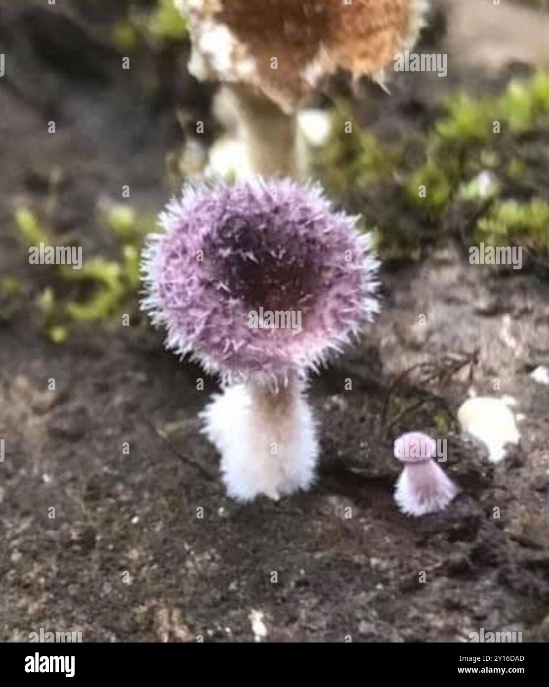 (Panus strigellus) Fungi Stock Photo - Alamy
