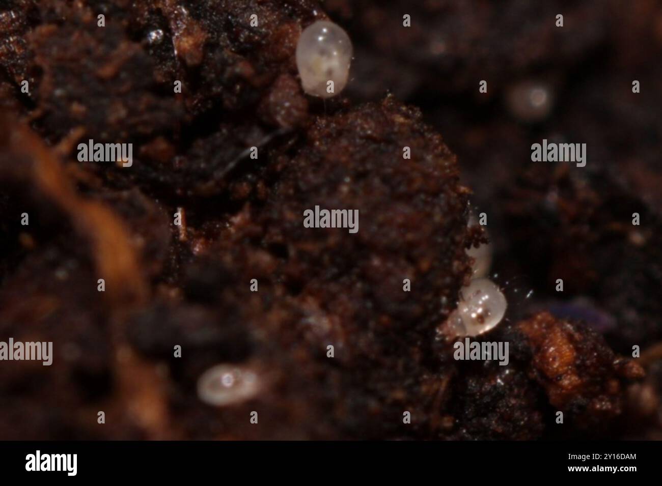 Mites and Ticks (Acari) Arachnida Stock Photo - Alamy