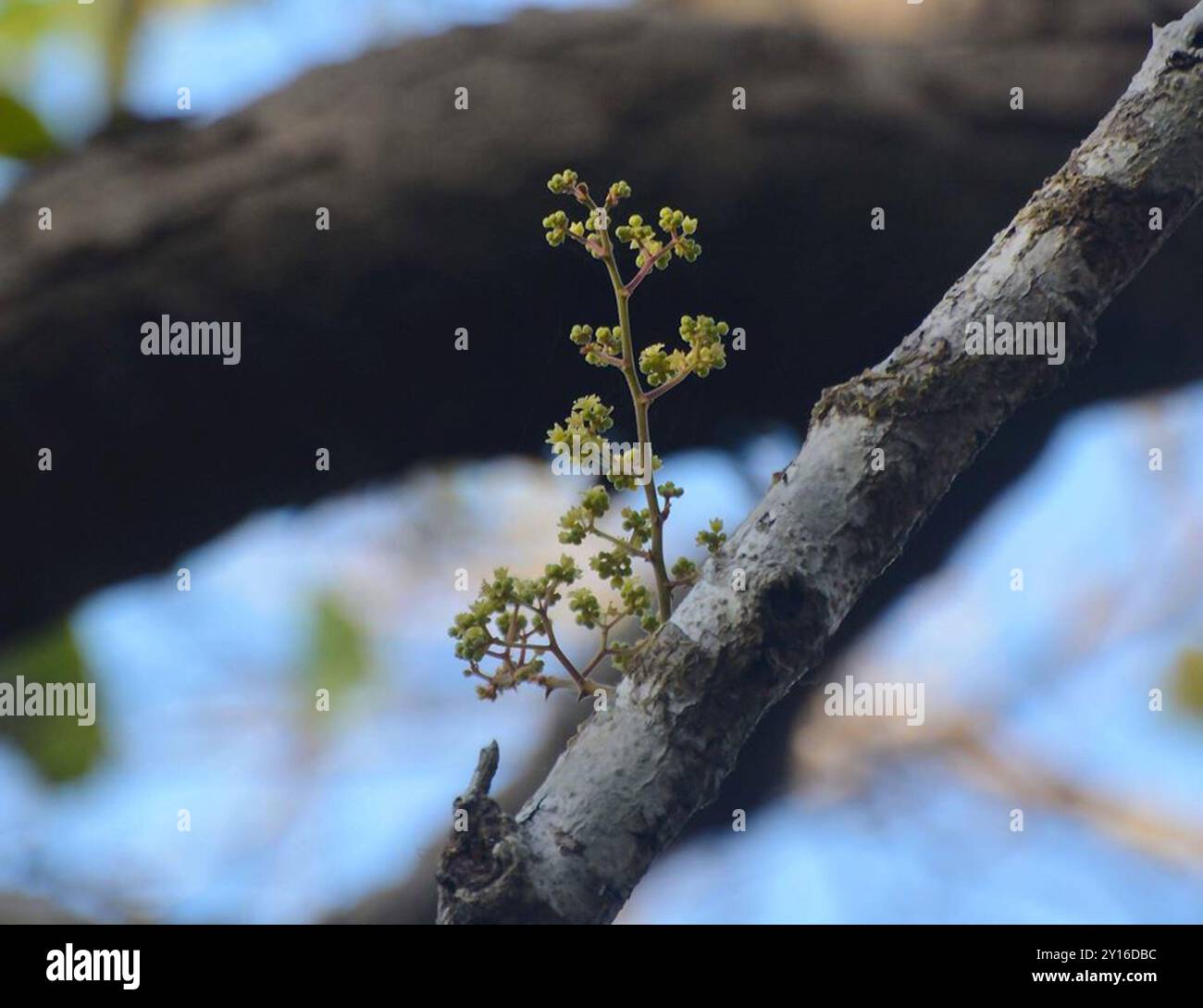 Wrinkled Jujube (Ziziphus rugosa) Plantae Stock Photo - Alamy