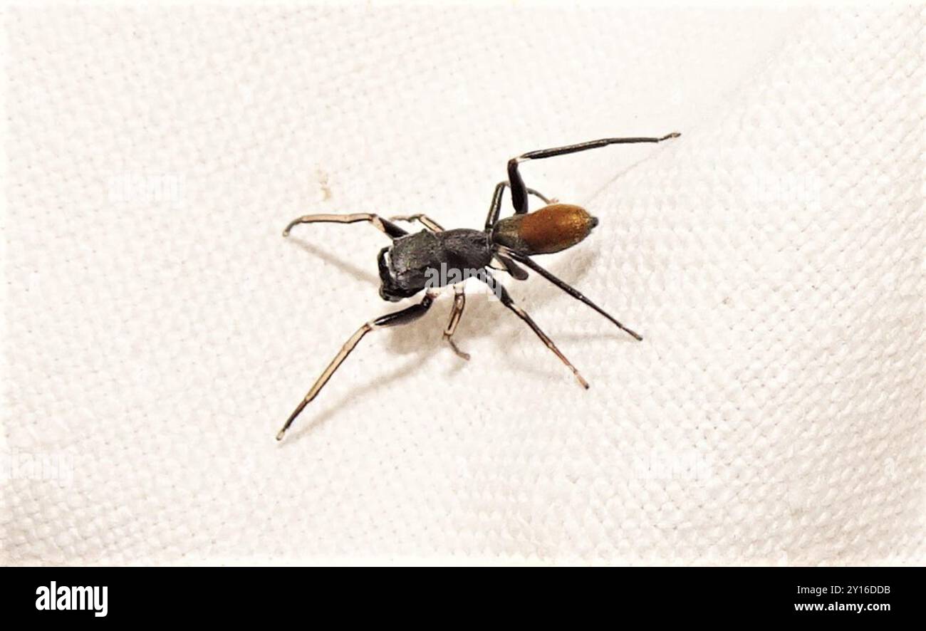Mourning Ant-mimic Spider (Myrmarachne luctuosa) Arachnida Stock Photo ...