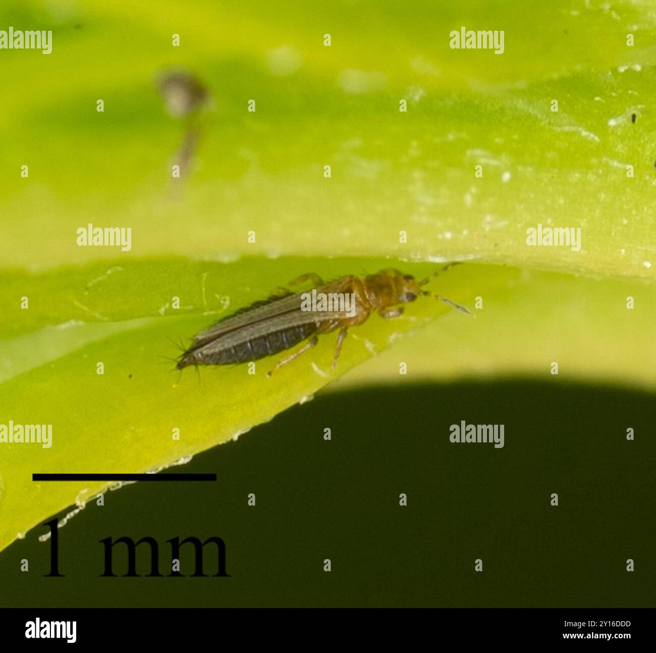 Thrips (Thysanoptera) Insecta Stock Photo - Alamy