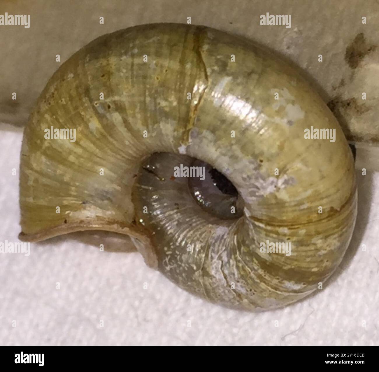 Gray-foot Lancetooth Snail (Haplotrema concavum) Mollusca Stock Photo - Alamy