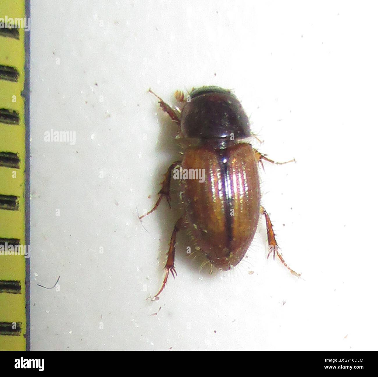 Small Dung Beetles (Aphodiinae) Insecta Stock Photo - Alamy