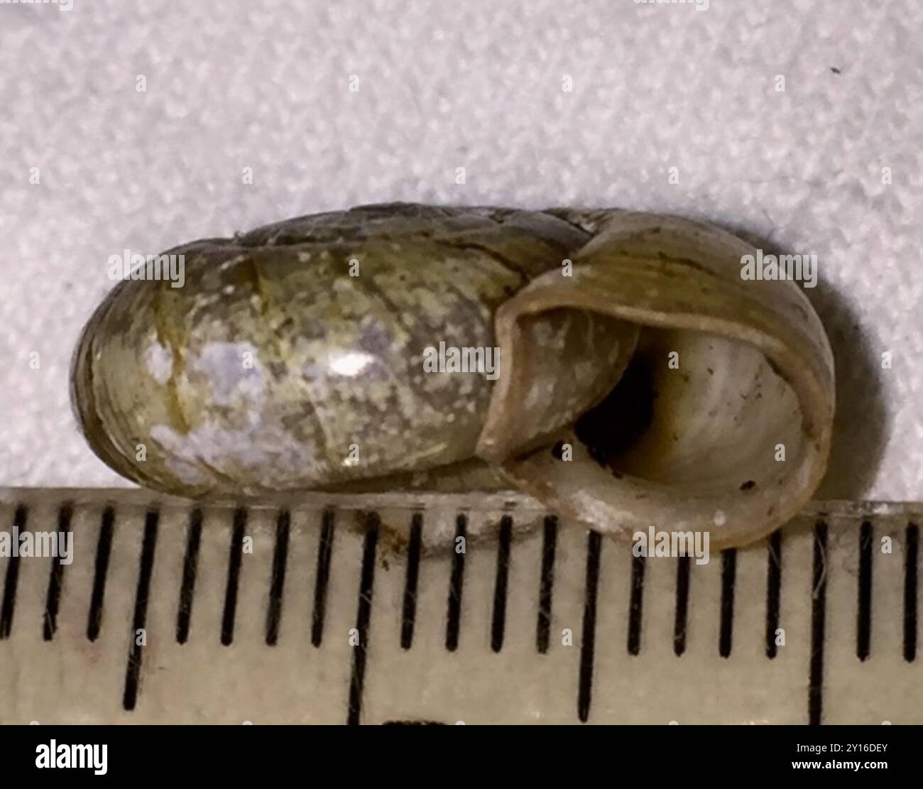 Gray-foot Lancetooth Snail (Haplotrema concavum) Mollusca Stock Photo - Alamy