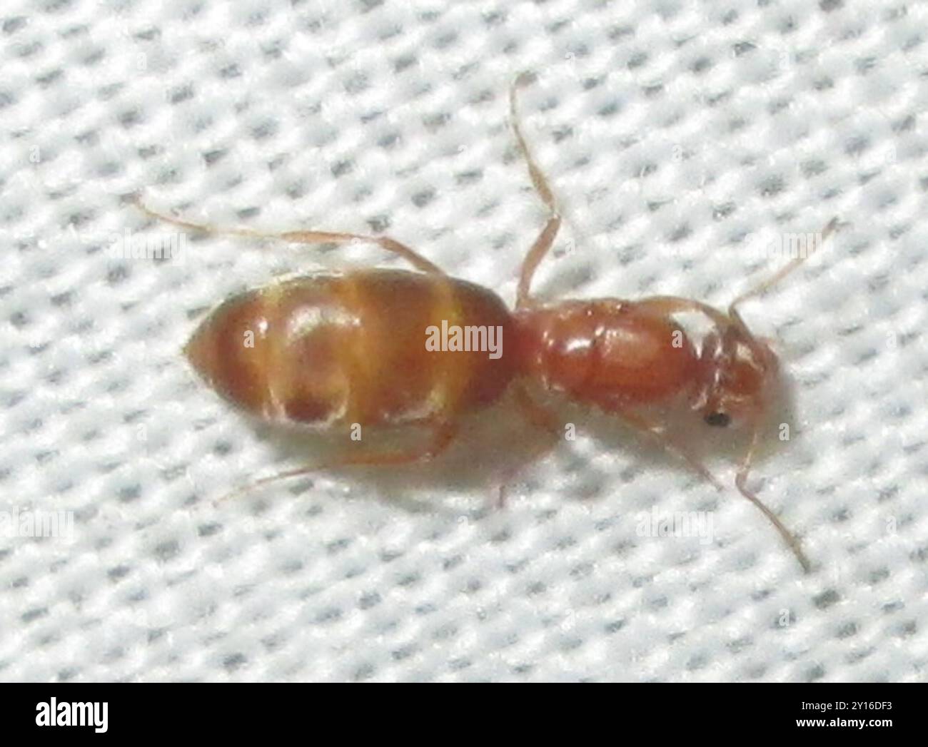 Formicine Ants (Formicinae) Insecta Stock Photo - Alamy