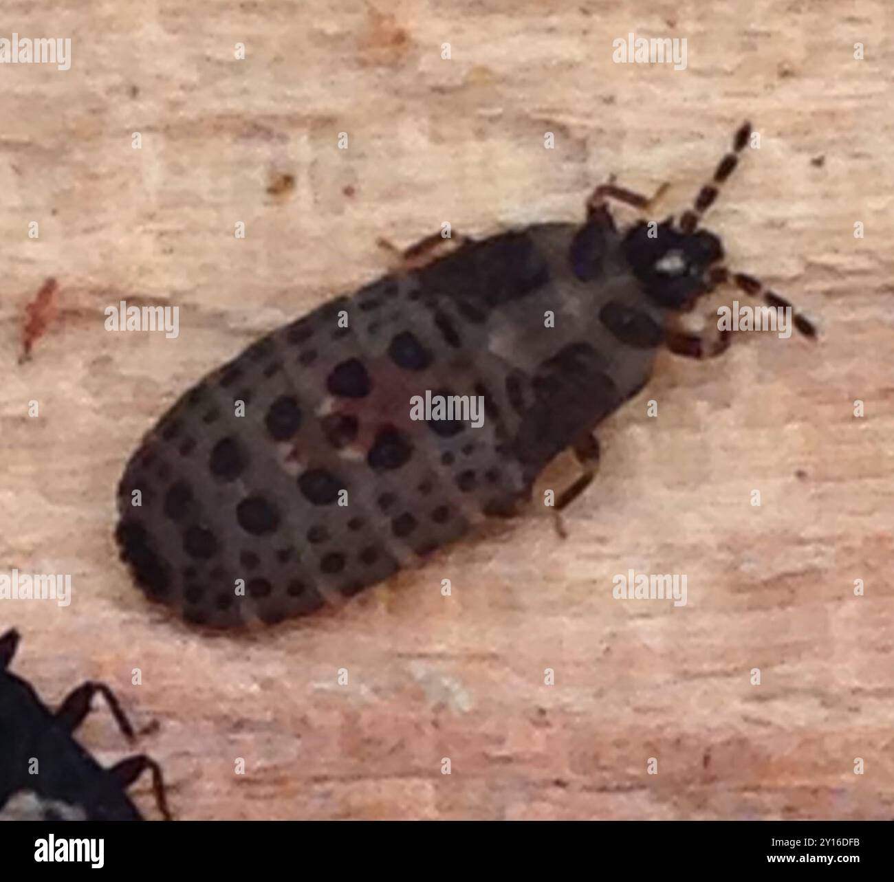 Flat Bugs (Aradidae) Insecta Stock Photo - Alamy