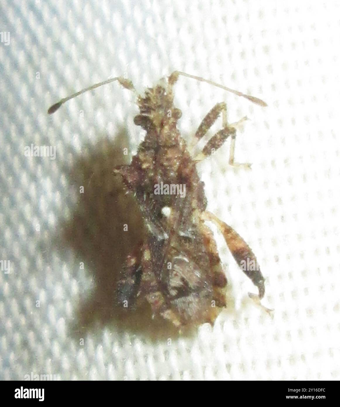 Leaf-footed Bugs (Coreidae) Insecta Stock Photo - Alamy