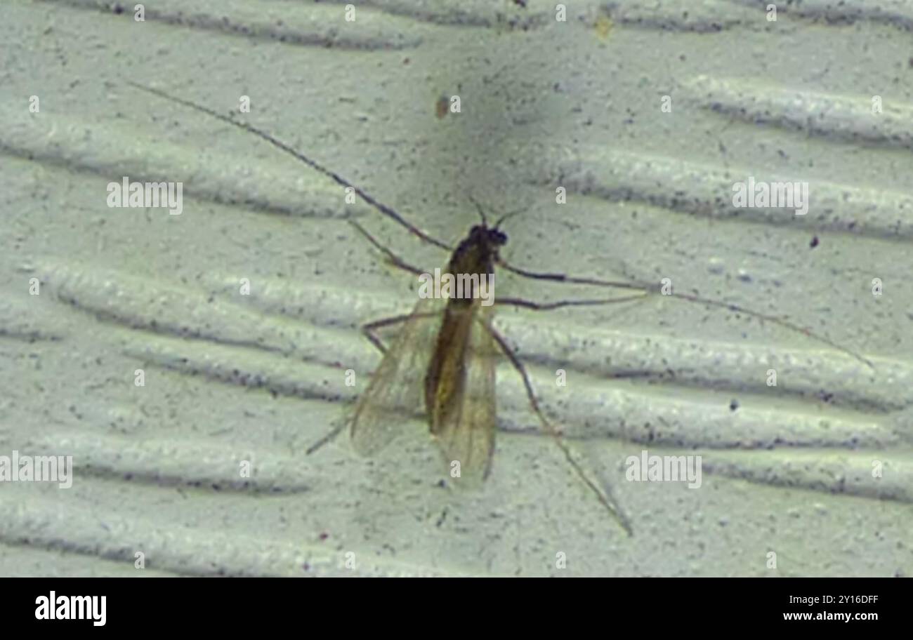 Non-biting Midges (Chironomidae) Insecta Stock Photo - Alamy