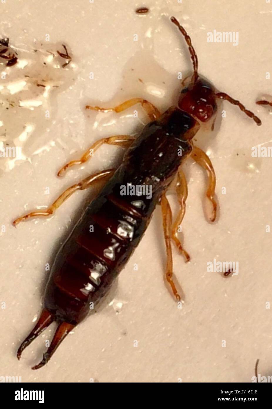 European Earwig Complex (Forficula auricularia) Insecta Stock Photo - Alamy