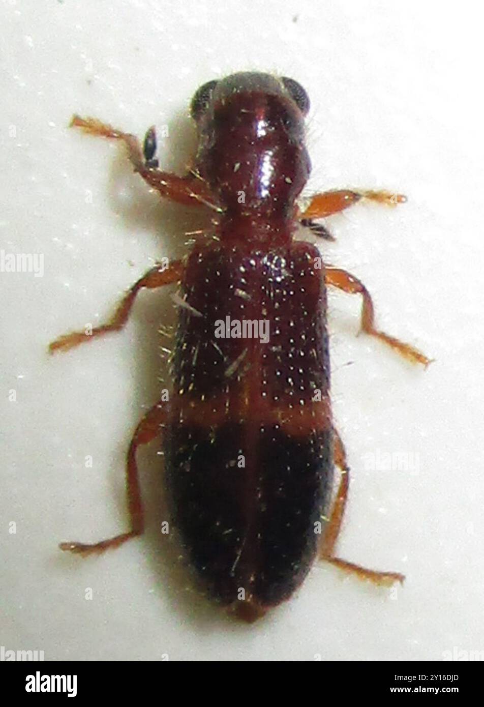 Checkered Beetles (Cleridae) Insecta Stock Photo - Alamy