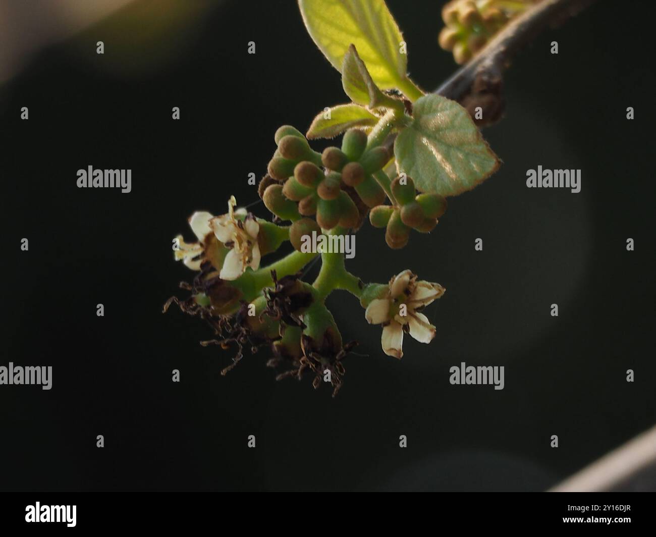Clammy Cherry (Cordia dichotoma) Plantae Stock Photo - Alamy