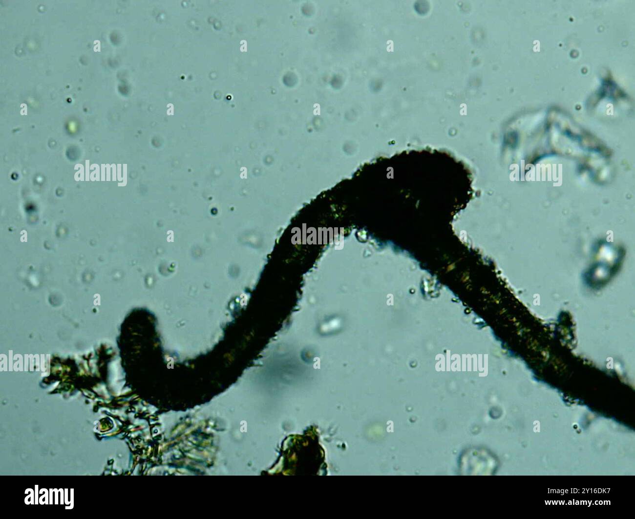 Bird's-Claw Beard-Moss (Barbula unguiculata) Plantae Stock Photo - Alamy