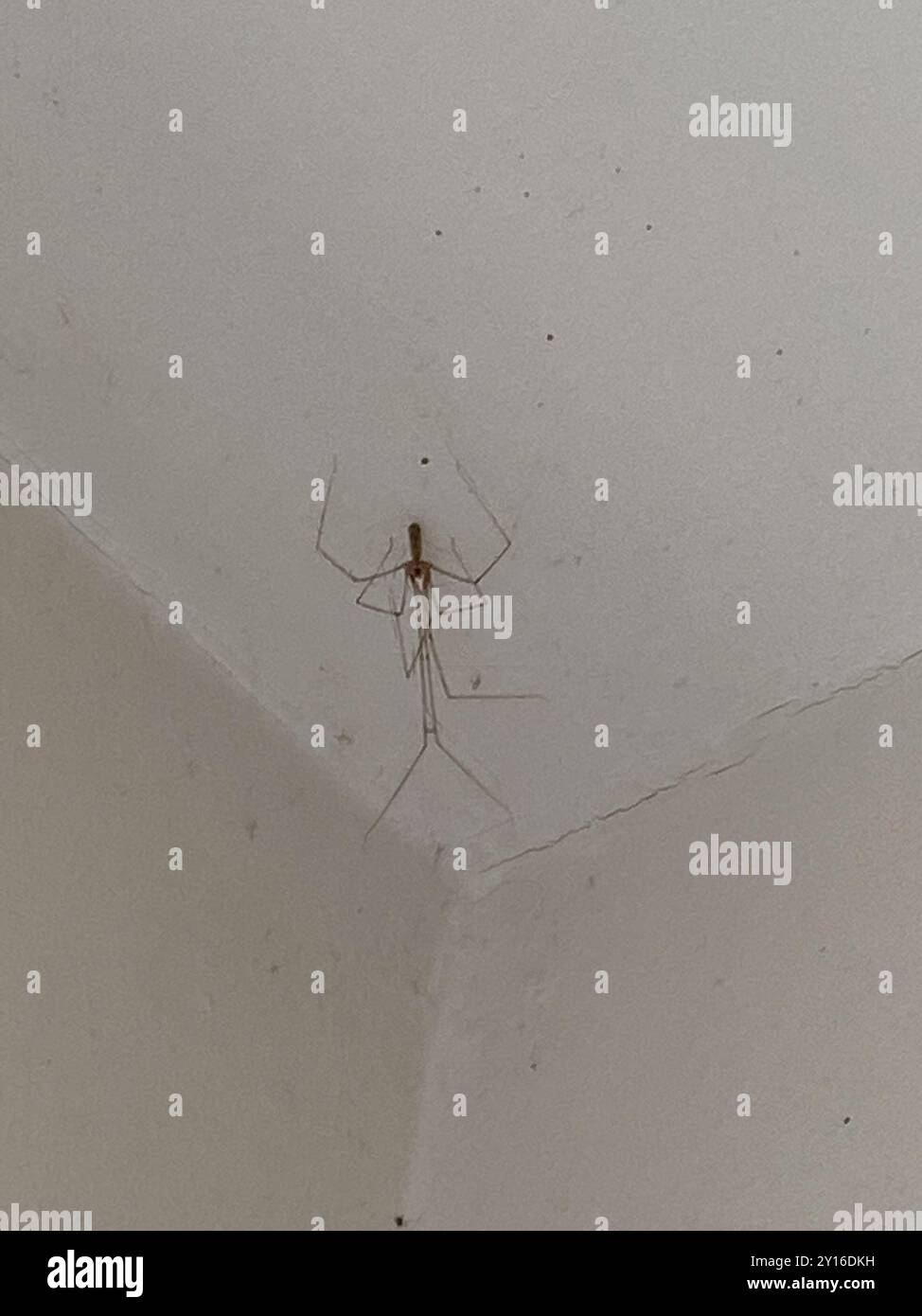 Long-bodied Cellar Spider (Pholcus phalangioides) Arachnida Stock Photo ...