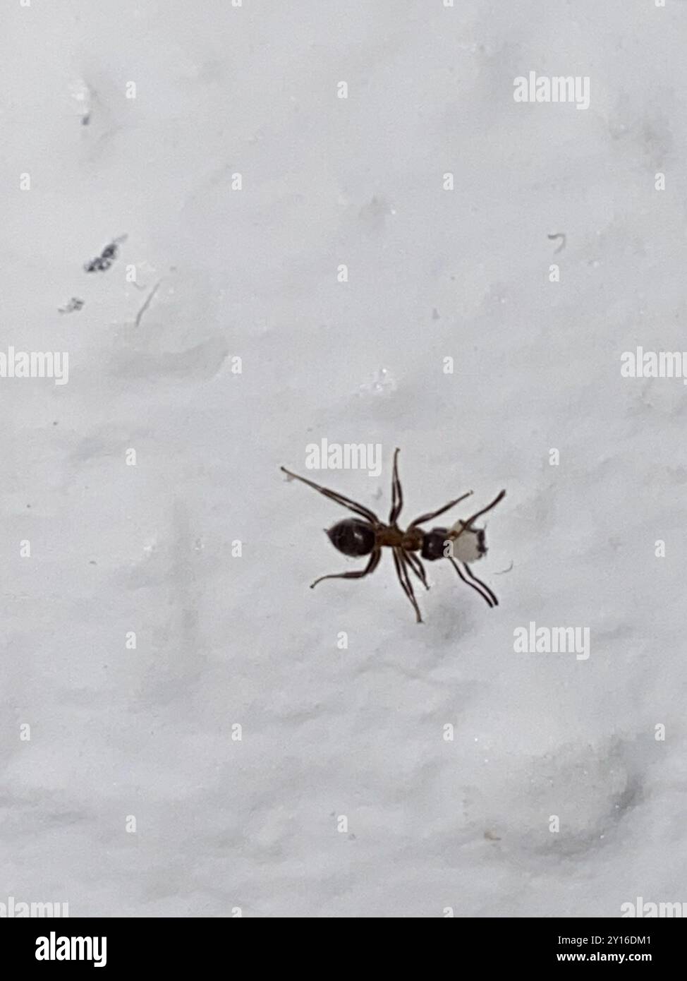 Lasius emarginatus hi-res stock photography and images - Alamy