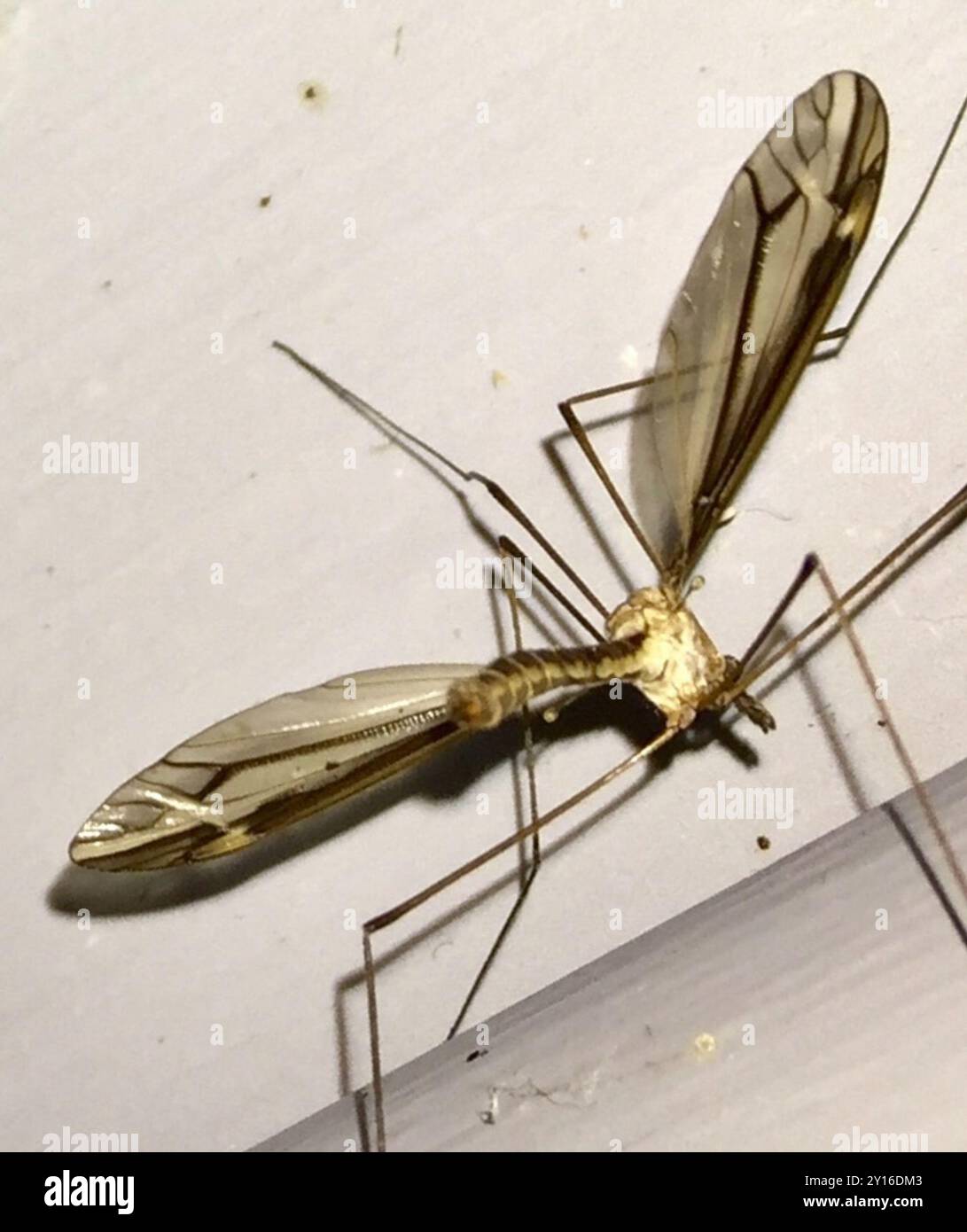 Caloptera hi-res stock photography and images - Alamy