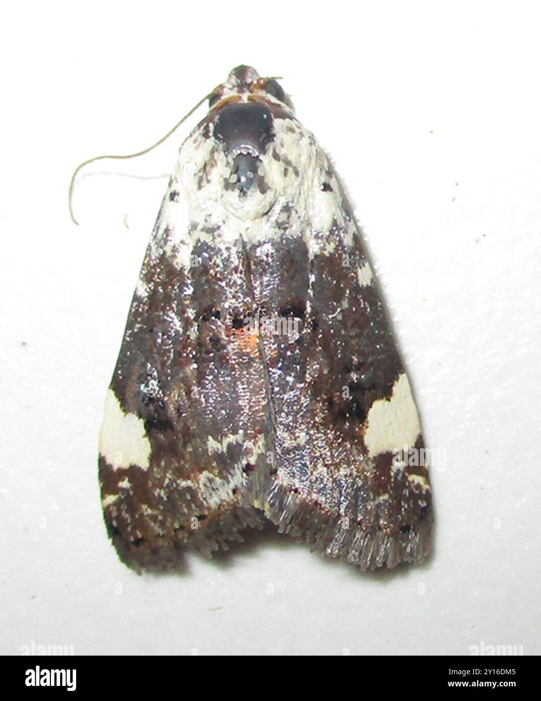 Square Spot Droplet (Acontia trychaenoides) Insecta Stock Photo - Alamy