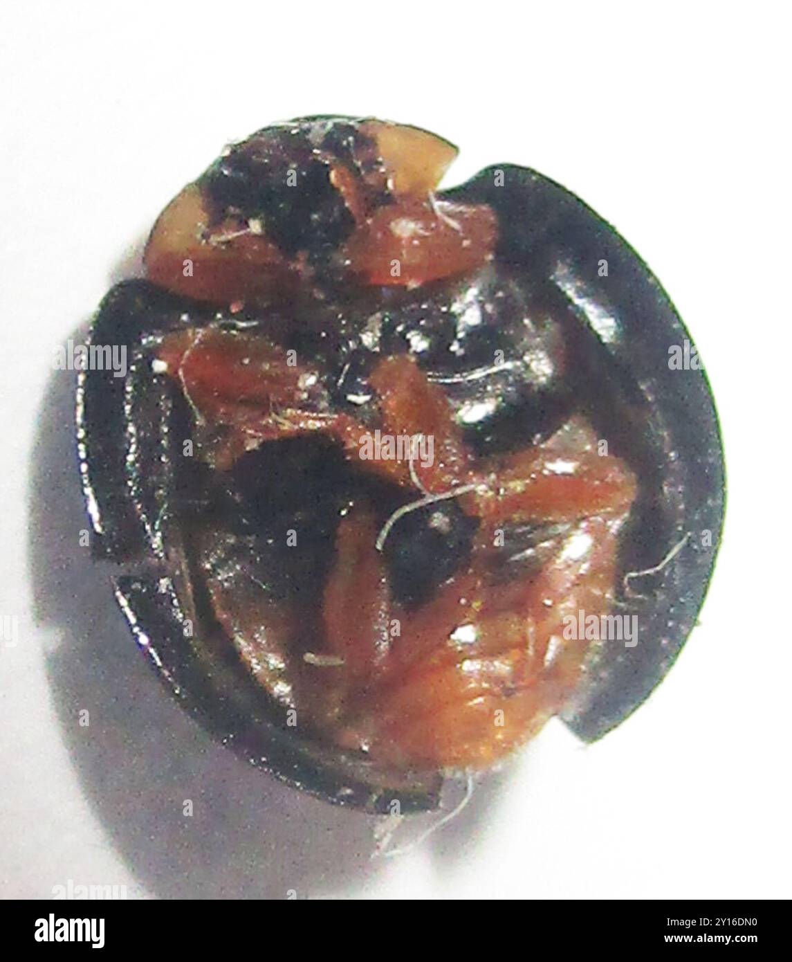 Scale-feeding Lady Beetles (Chilocorinae) Insecta Stock Photo - Alamy