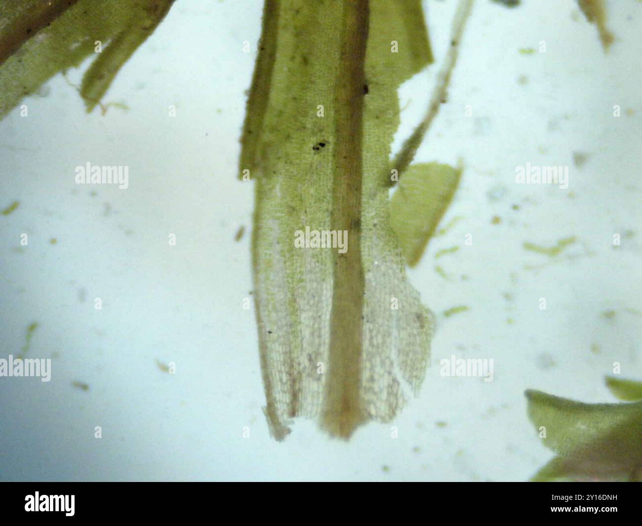 Bird's-Claw Beard-Moss (Barbula unguiculata) Plantae Stock Photo - Alamy