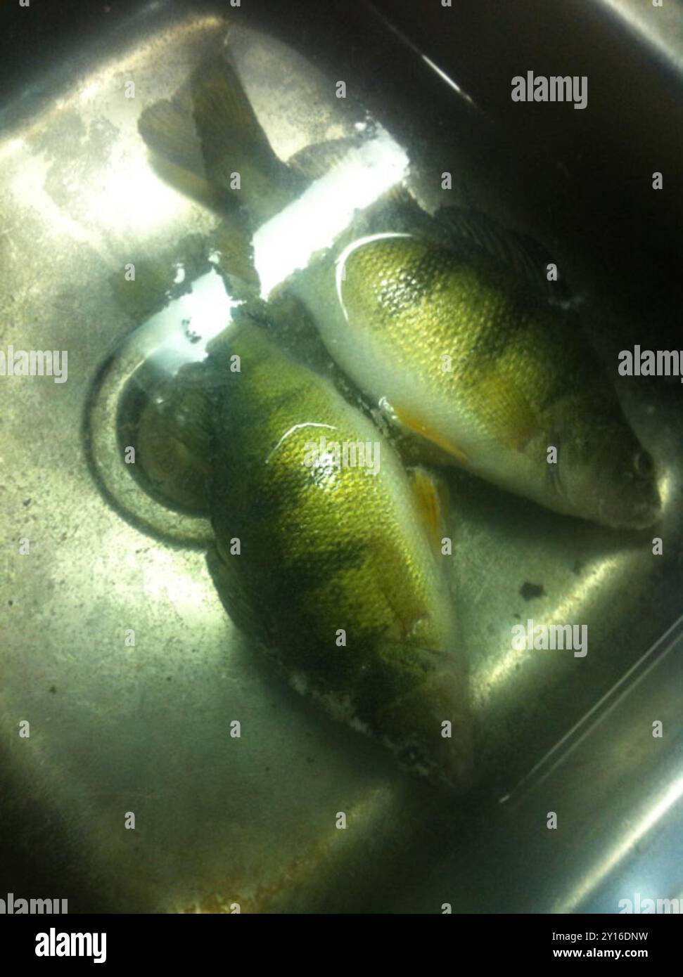 Yellow Perch (Perca flavescens) Actinopterygii Stock Photo - Alamy