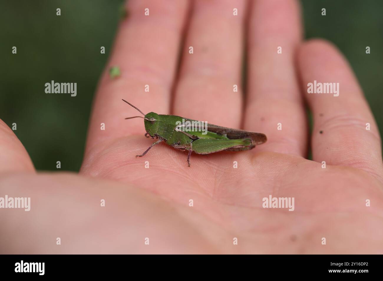 Green-striped Grasshopper (Chortophaga viridifasciata) Insecta Stock ...