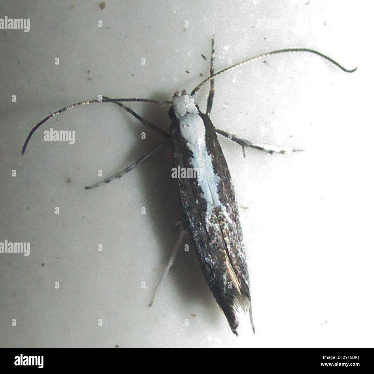 Butterflies and Moths (Lepidoptera) Insecta Stock Photo - Alamy