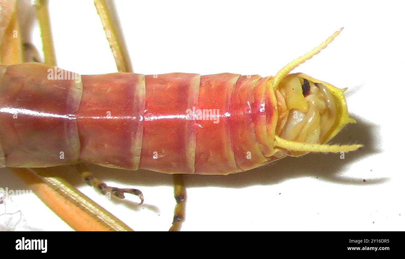 Zebra Mantis (Omomantis zebrata) Insecta Stock Photo - Alamy