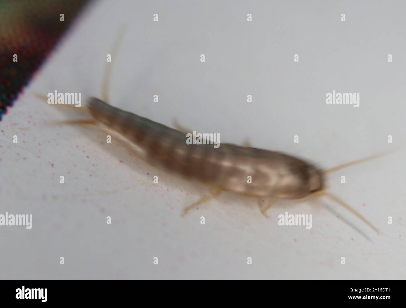 Common Silverfish (Lepisma saccharinum) Insecta Stock Photo - Alamy