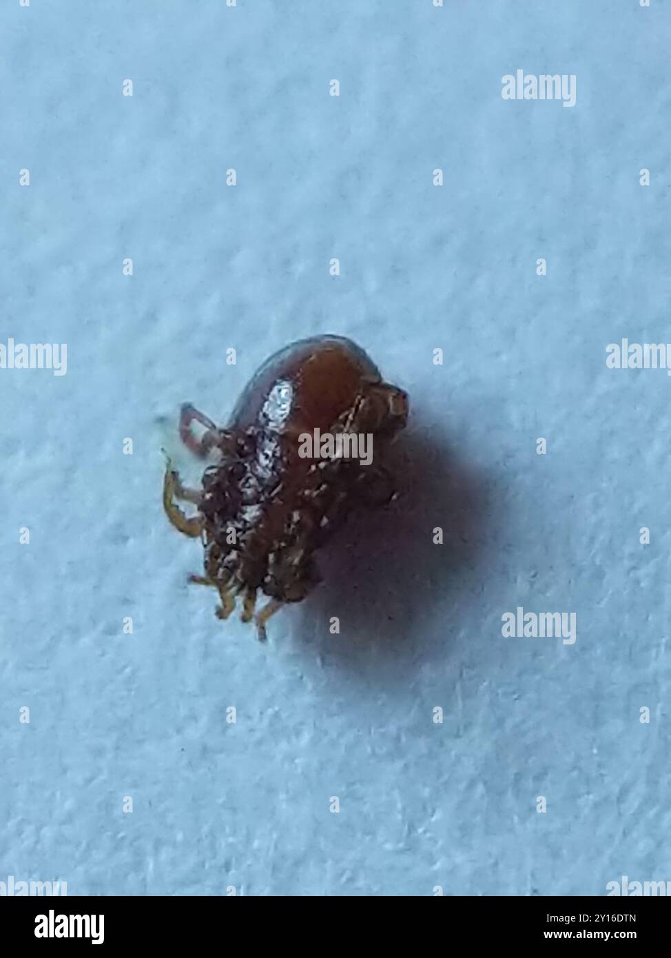 beetle mites (Oribatida) Arachnida Stock Photo - Alamy