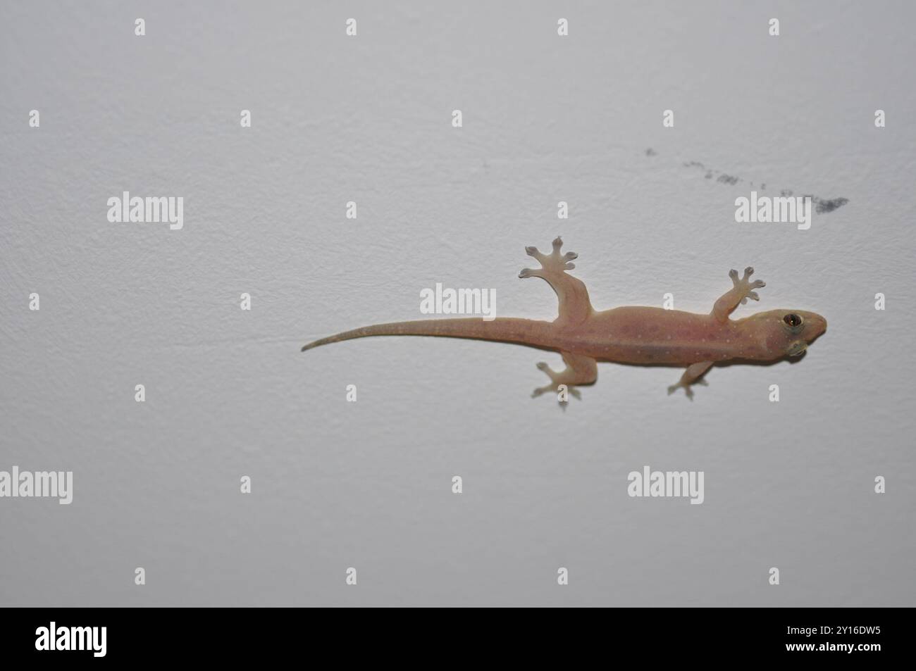 Common Four-clawed Gecko (Gehyra mutilata) Reptilia Stock Photo - Alamy