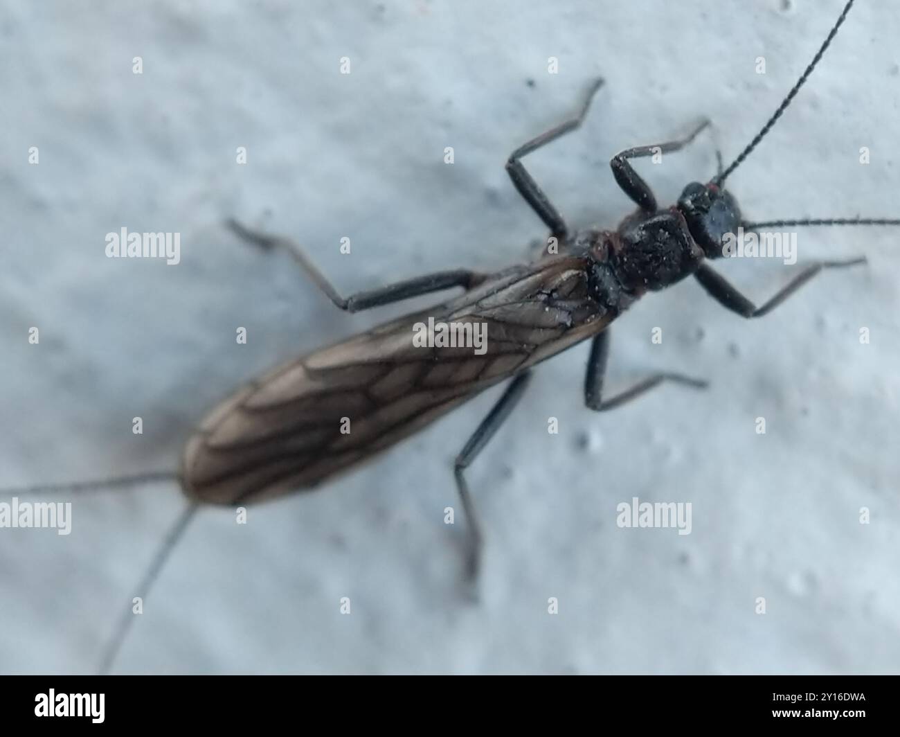 Small Winter Stoneflies (Capniidae) Insecta Stock Photo - Alamy