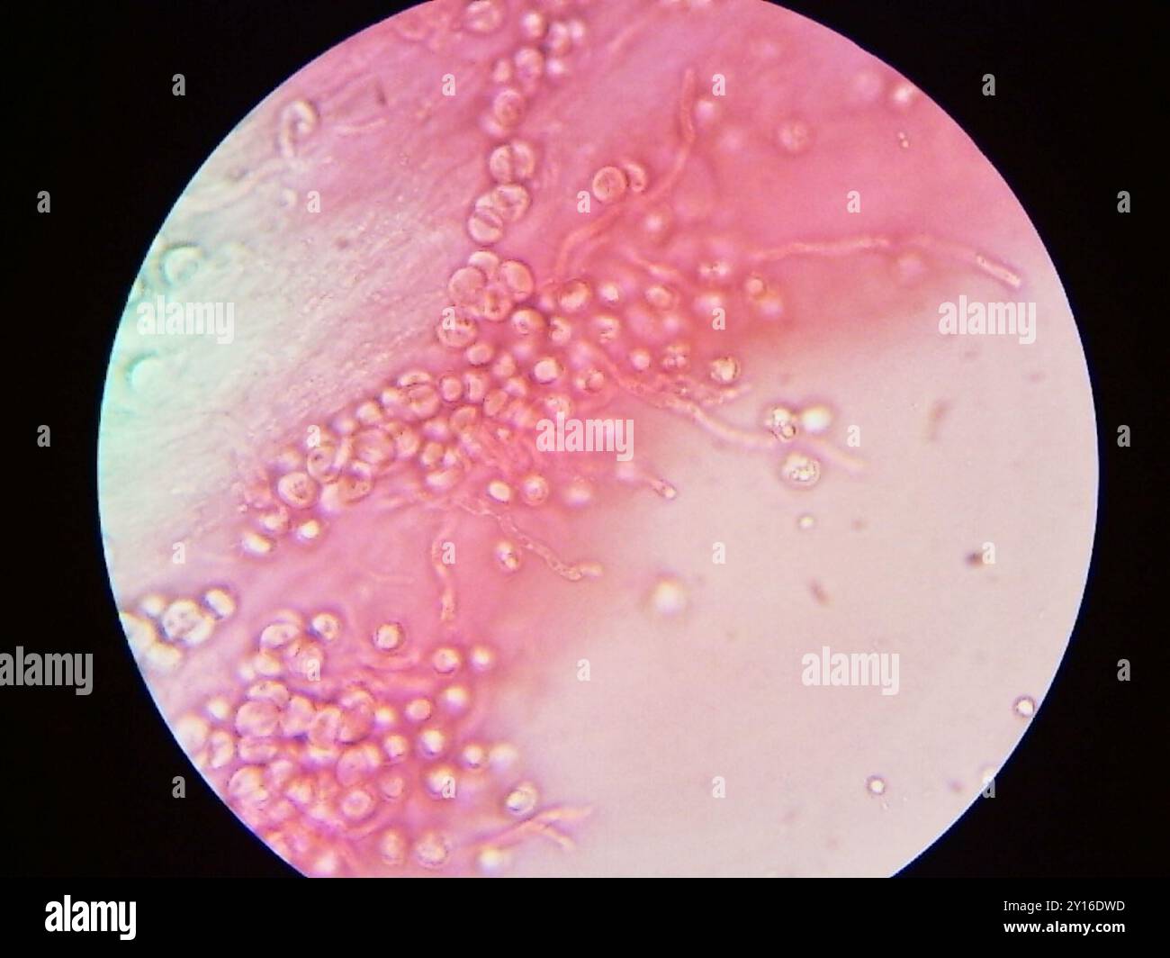 Asian Beauty (Radulomyces copelandii) Fungi Stock Photo - Alamy