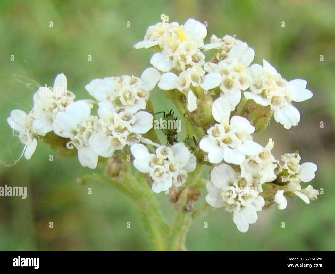 Aphids (Aphididae) Insecta Stock Photo - Alamy