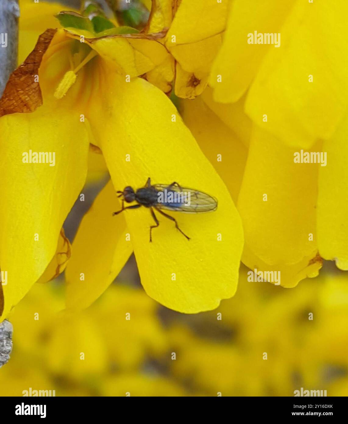 Flies (Diptera) Insecta Stock Photo - Alamy