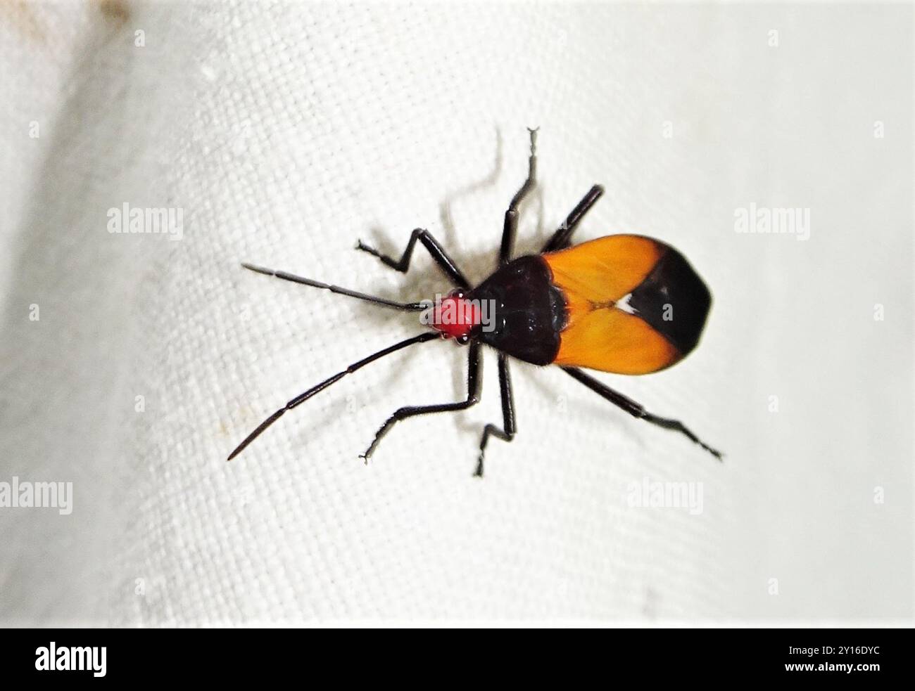 Milk Vine Bug (Oncopeltus sordidus) Insecta Stock Photo - Alamy