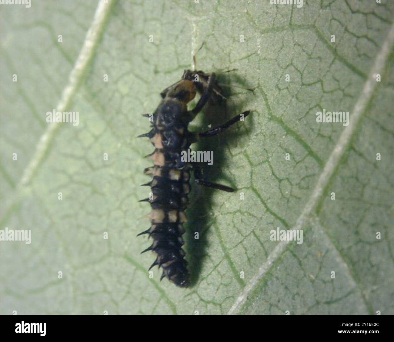 Black-spotted Lady Beetles (Coccinellini) Insecta Stock Photo - Alamy