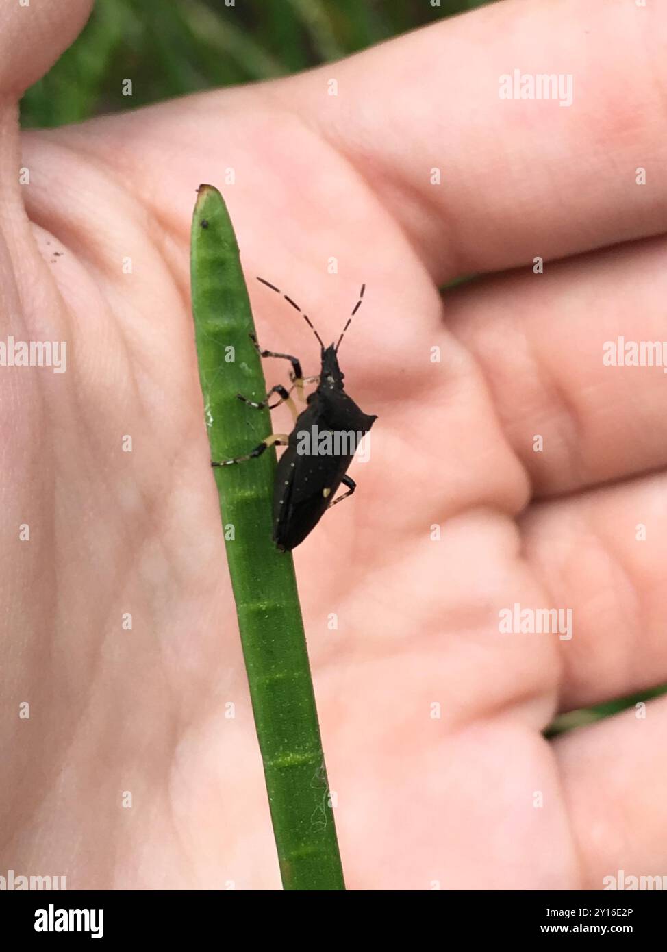 Black Stink Bug (Proxys punctulatus) Insecta Stock Photo - Alamy