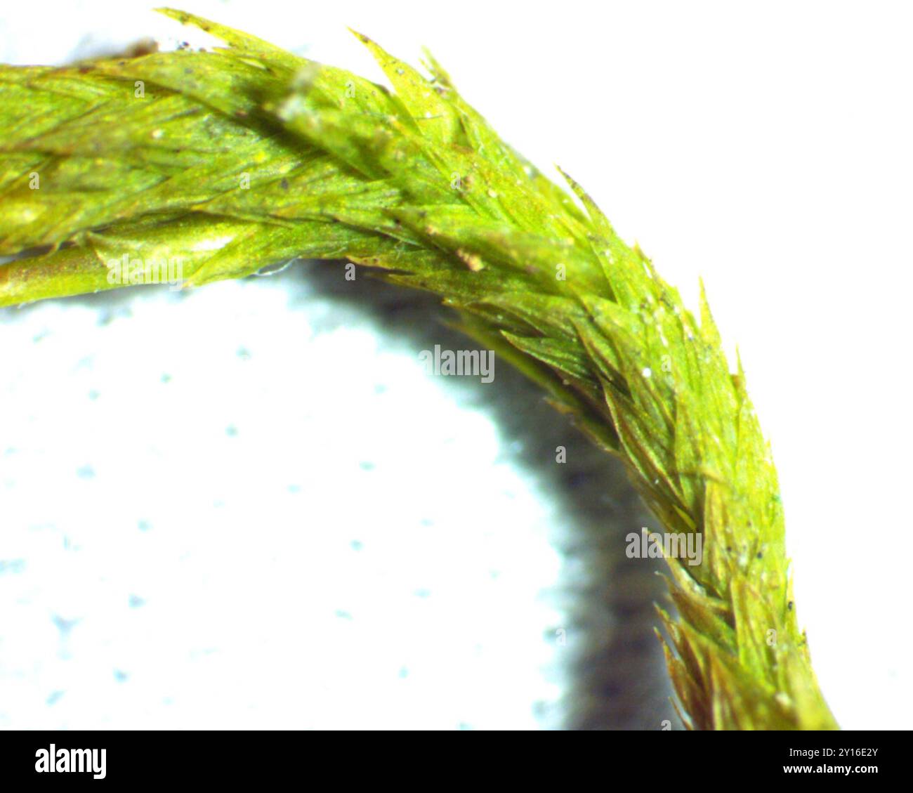 smooth hook moss (Leucodon julaceus) Plantae Stock Photo - Alamy
