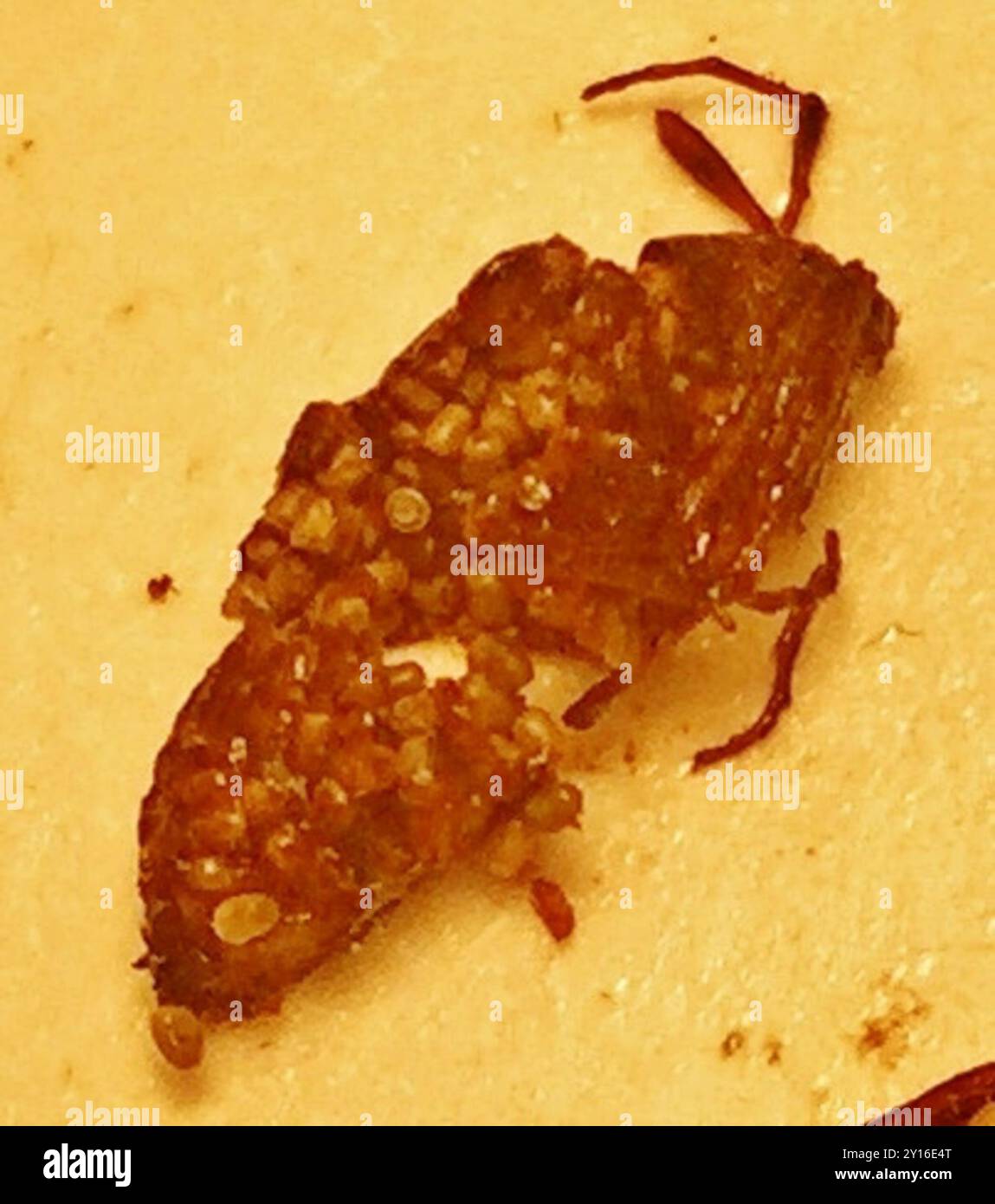 Fall Cankerworm Moth (Alsophila pometaria) Insecta Stock Photo - Alamy