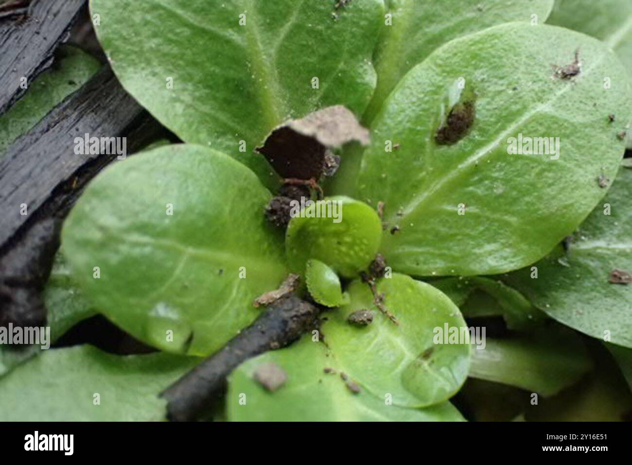 seaside brookweed (Samolus parviflorus) Plantae Stock Photo - Alamy