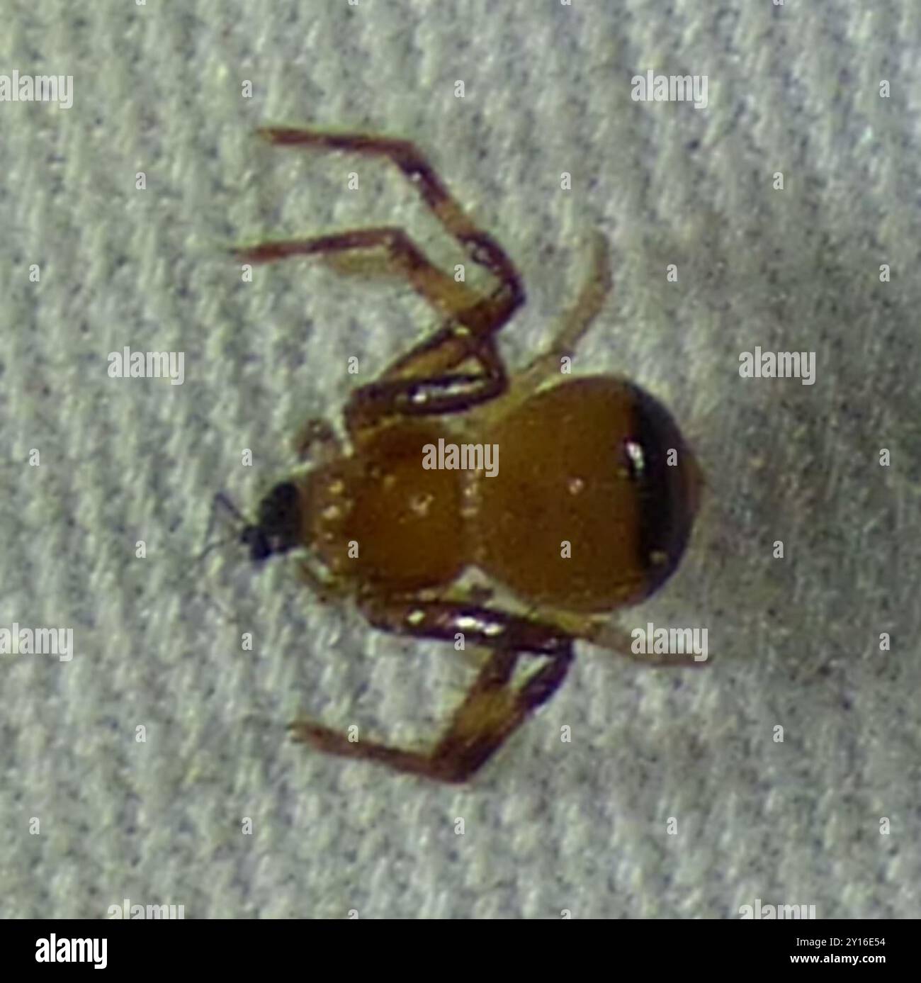 Black-banded Crab Spider (Synema parvulum) Arachnida Stock Photo - Alamy