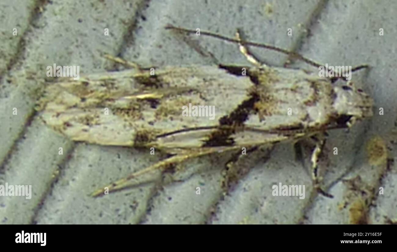 White Stripe-backed Moth (Arogalea cristifasciella) Insecta Stock Photo ...