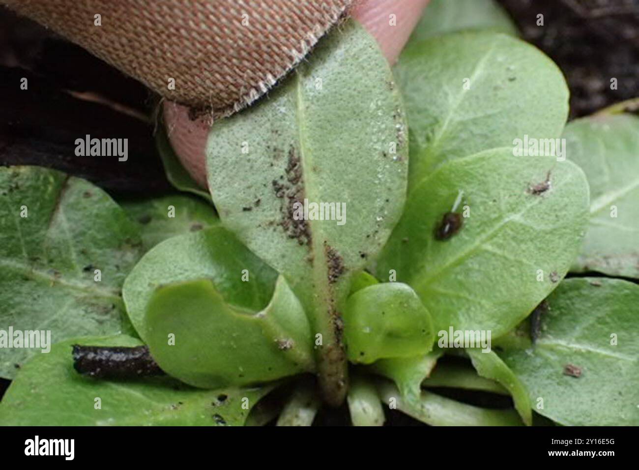 seaside brookweed (Samolus parviflorus) Plantae Stock Photo - Alamy