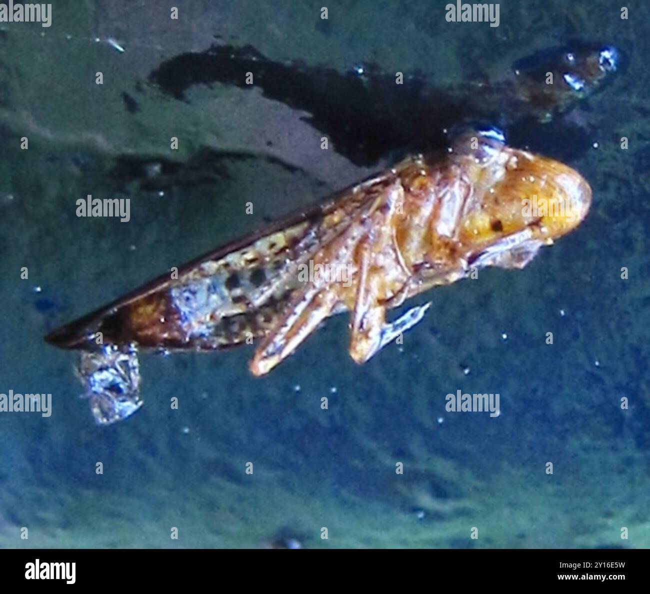 Glassy-winged Sharpshooter (Homalodisca vitripennis) Insecta Stock ...